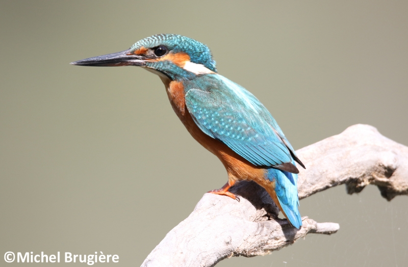 Faune – Eure-et-Loir Nature